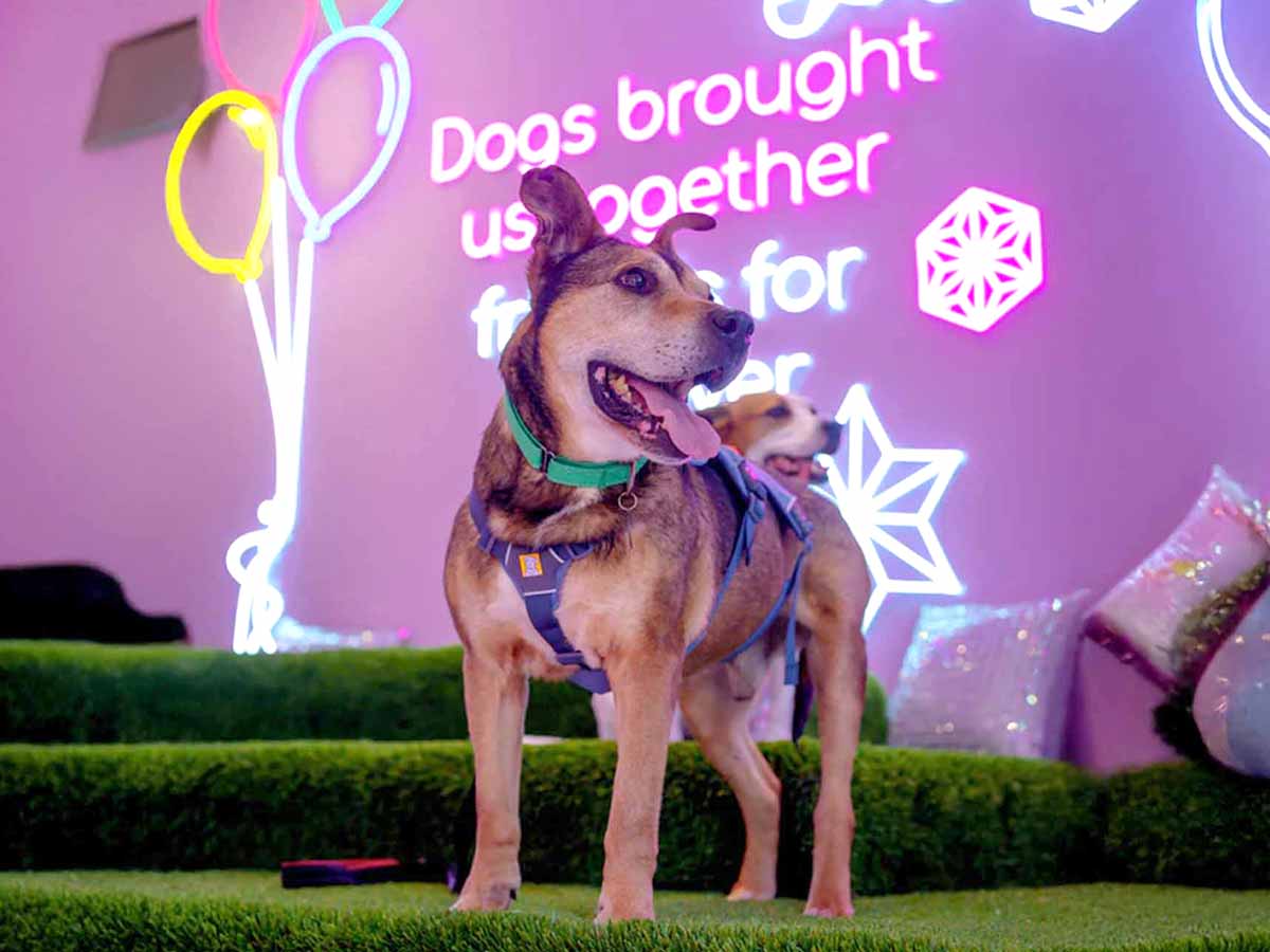 Natural and healthy cakes for dogs, hand-made with care - nationwide ...